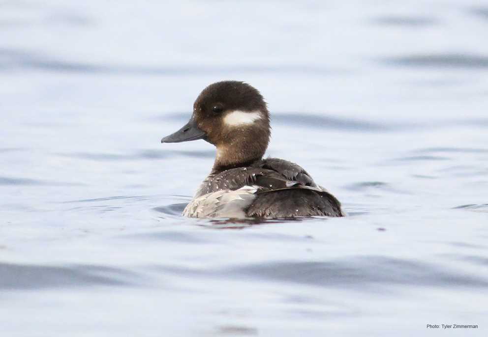 Bufflehead | Ducks Unlimited